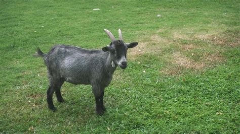 Black And White Goat Grazing On Green Grass In Outdoor Setting 56333853