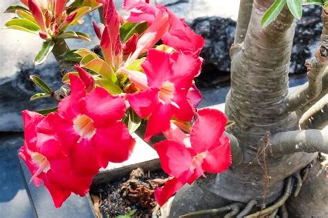 Caudex Plants 32 Species And Care Instructions Garden Design 2026