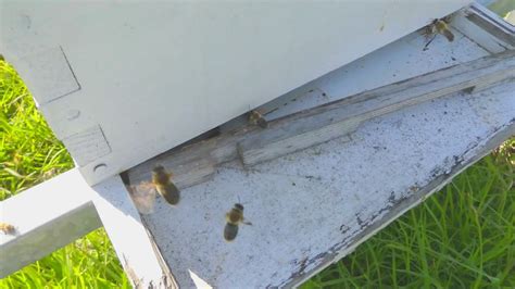 4k Video Drone Bees Swarm Beehive Enticing Queen To Come Outside