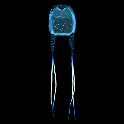 상자 해파리 Cubozoa 3d 모델 Turbosquid 1446434