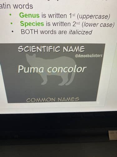 Variation Classification Natural And Artificial Selection Flashcards