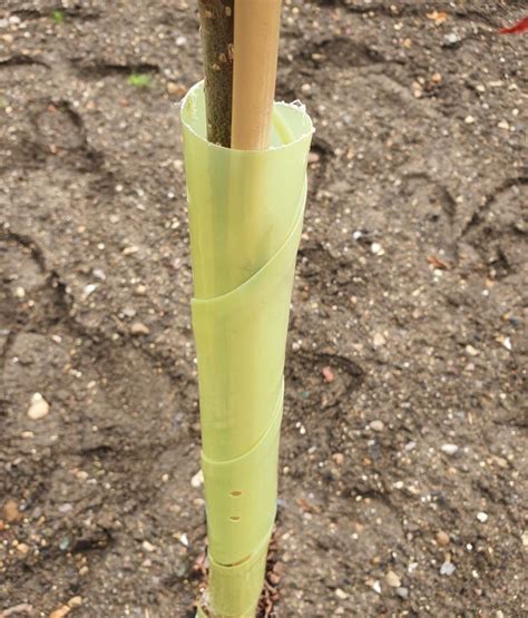 Spiral Tree Guards Biodegradable Protection And Support Protection And Support