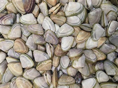 Fresh Australian Pipies On Sale Stock Image Image Of Sold Commonly 83178317