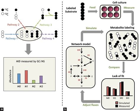 Systems Biology Flux Analysis At Theresa Hanson Blog