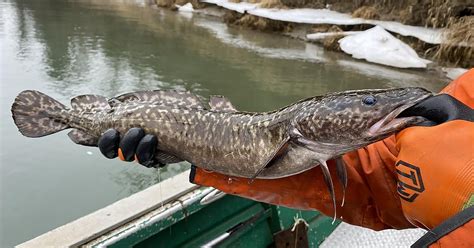 Burbot Fishing Is The Perfect Cure For Cabin Fever Coeur Dalene Press