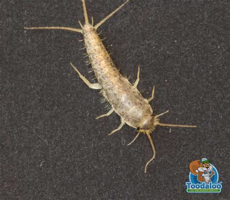 Spotting Silverfish Toodaloo Pest Control