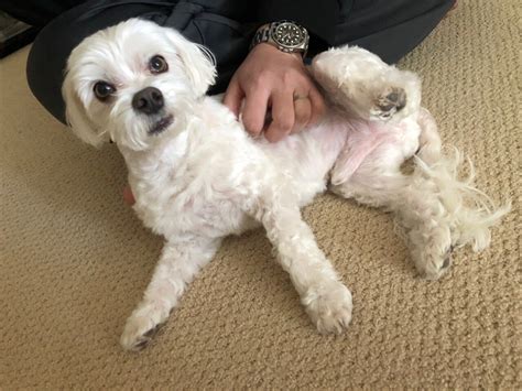 이렇게 귀여운 강아지 본적 있음 포텐 터짐 최신순 에펨코리아