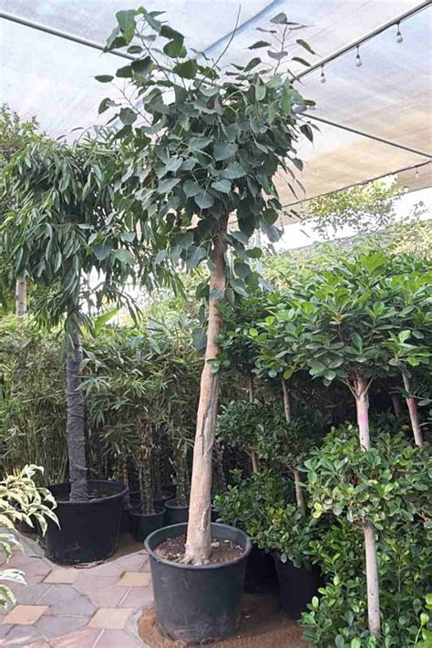 Buy Sacred Fig Tree Online In Uae Plantshop Me