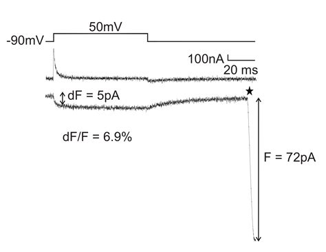 Video Voltage Clamp Fluorometry In Xenopus Oocytes Using Fluorescent