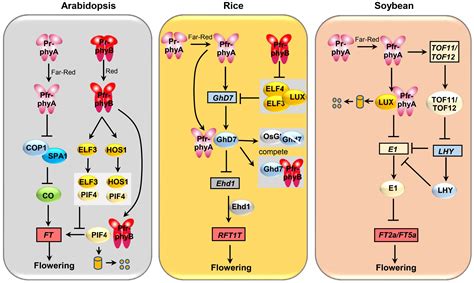 Frontiers Functional Dissection Of Phytochrome A In Plants