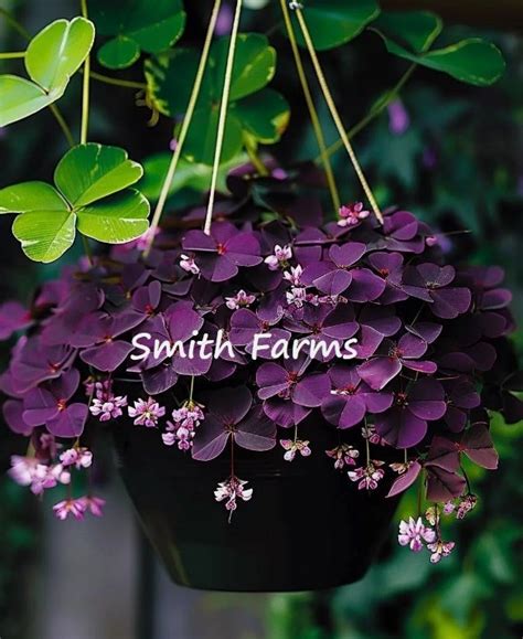 25 Seeds Oxalis Triangularis Flower Plant