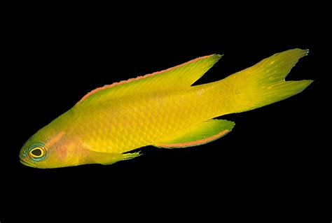 Yellow Assessor Assessor Flavissimus Live Rare Golden Marine Fish