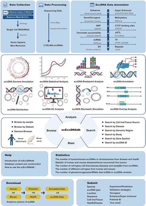 Sceccdnadb An Integrated Single Cell Eccdna Resource For Human And