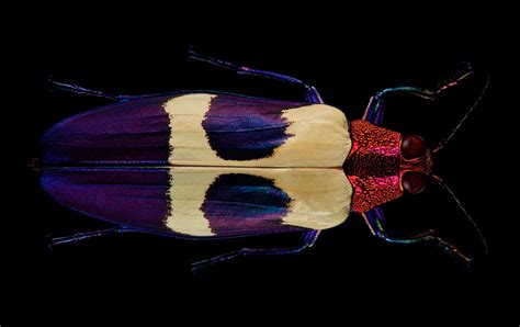 Red Speckled Jewel Beetle Limited Edition Fine Art Photograph
