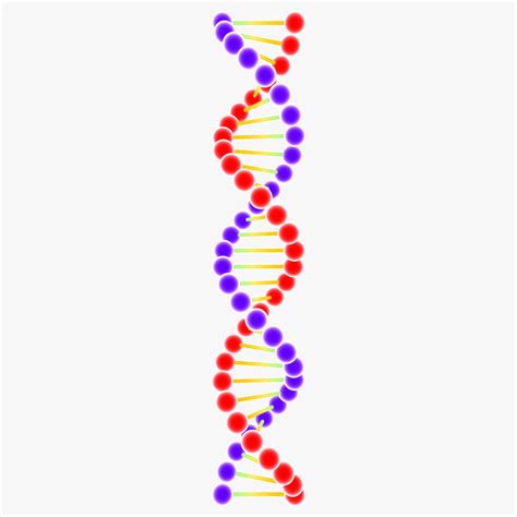 Human Dna Free 3d Model Obj Fbx Free3d Human Dna Free 3d Model Obj Fbx Free3d
