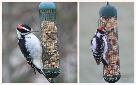 Comparing The Downy And The Hairy Woodpeckers Craftygardenerca