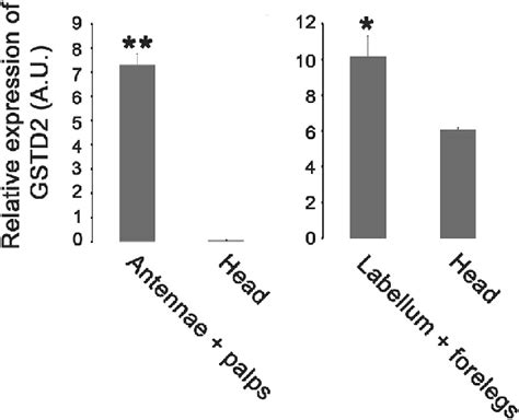 Relative Expression Of Gstd2 Rnas In Chemosensory Appendages Real Time