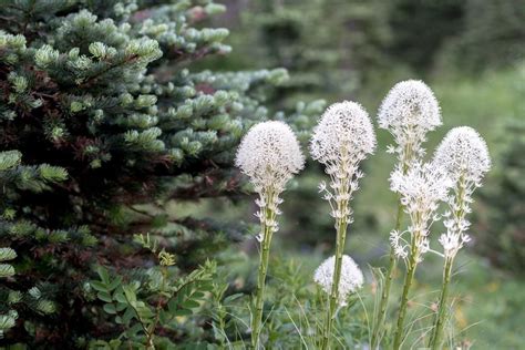 Common Beargrass Plant Info Learn About Growing Common Beargrass In