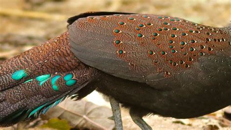 Malaysian Peacock Pheasant