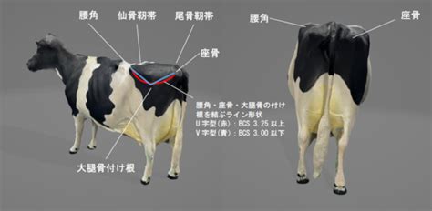 乳牛のbcs、画像から高精度な判定可能に・農研機構｜酪農乳業速報