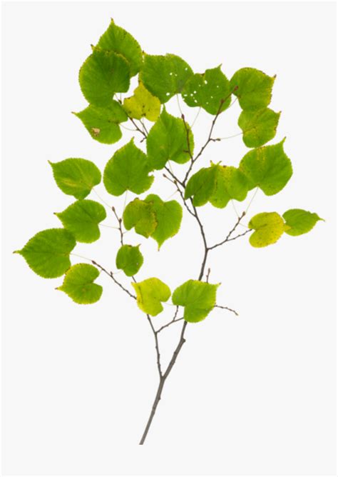 Tree Branch Texture Png Transparent Png Kindpng