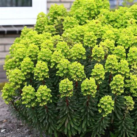 Euphorbe Jardineriefr