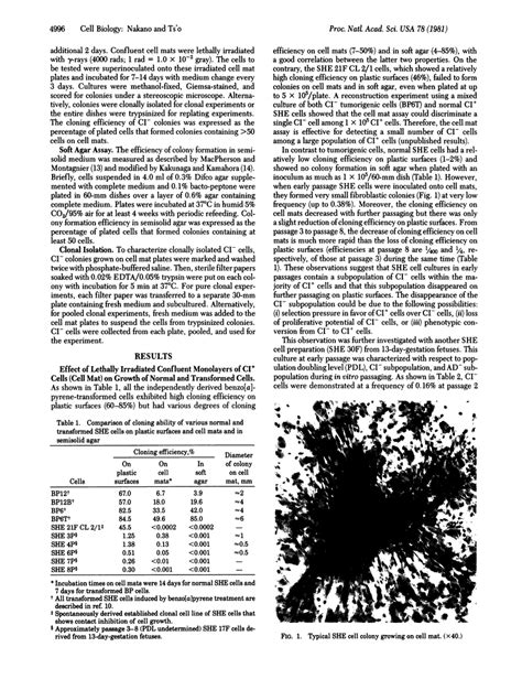Cellular Differentiation And Neoplasia Characterization Of