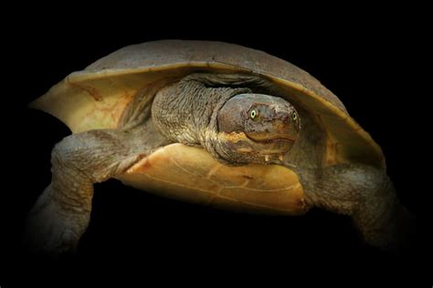 Turtle Embryos Speed Up Development To Hatch In The Safety Of A Group