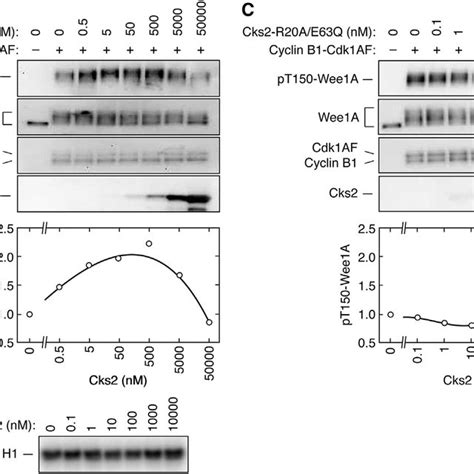 A Prozone Effect In The Phosphorylation Of Wee1a In Vitro Download Scientific Diagram