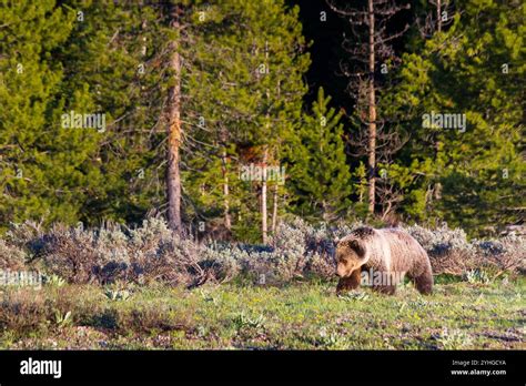 A Blond Grizzly Bear Nicknamed Blondie Grazes In A Field Of