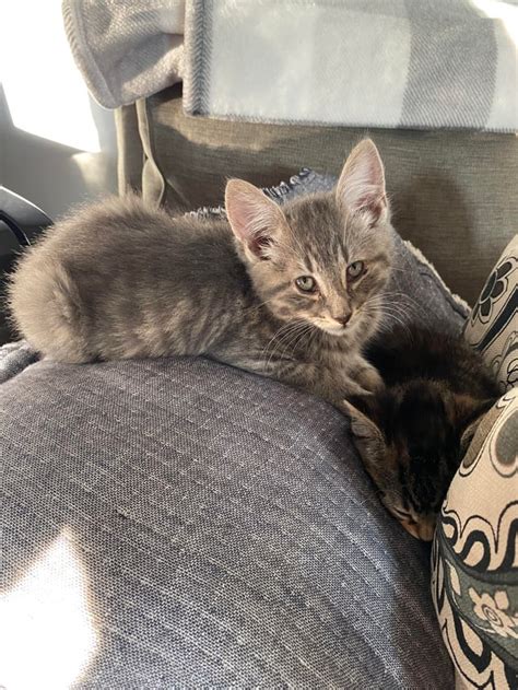 Meet Phoebe And Flint Rcats