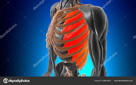Musculo Intercostal Externo