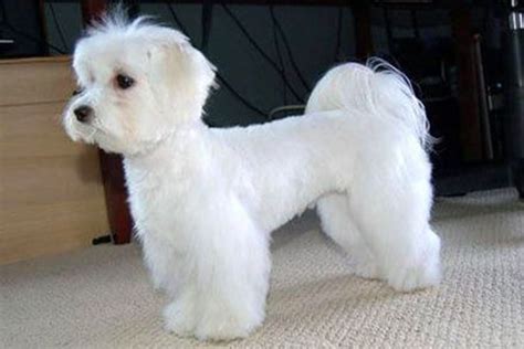 Fluffy White Maltipoo Puppies