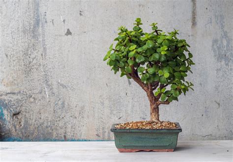 Jade Plant Bonsai