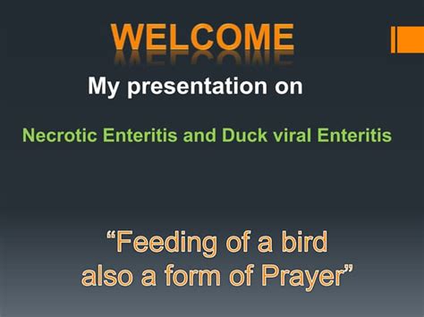 Necrotic Enteritis And Duck Viral Enteritis Pptx