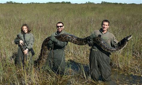 Florida To Launch Python Harvesting Contest Offering 1500 Prize