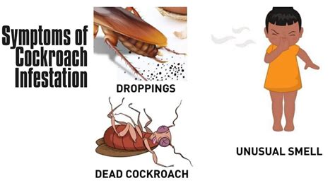 Ppt Types Of Cockrach And How Get Rid Powerpoint Presentation Free