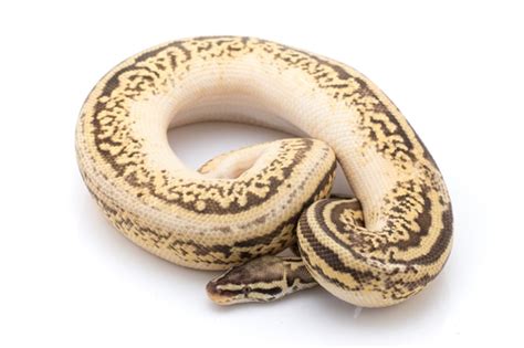 Super Pastel Leopard Gravel Het Ghost Het Pied Ball Python By Custom Scales