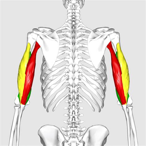 Muscles Of The Upper Arm Biceps Triceps Geeky Medics