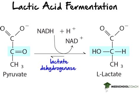 Sugar Fermentation Formula At Nelida Huddleston Blog