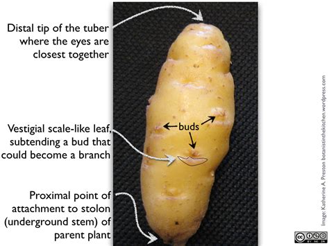 Tuber Of Potato