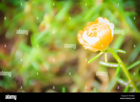 Beautiful Yellow Portulaca Oleracea Flower Also Known As Common