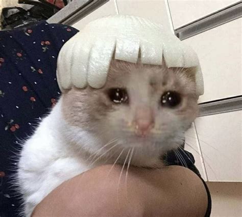 Gatos Llorones