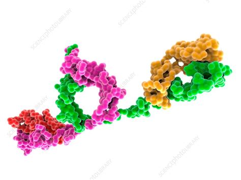 Human Myeloma Immunoglobulin D Igd Stock Image C029 8731 Science Photo Library