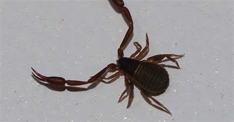 Cute Lil Pseudoscorpion Rawwnverts