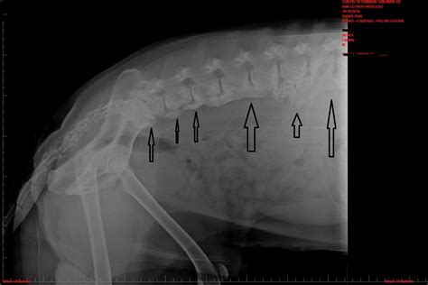 Medicina Veterinaria Practica Espondiloartrosis Osificante En Caninos