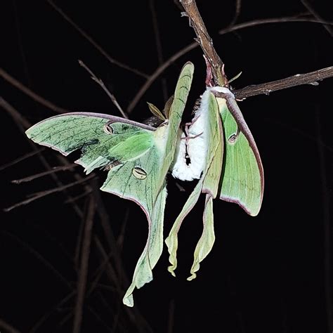I Was Recording This Male Luna Moth Fluttering Around And Watched Him Begin Mating With A Female