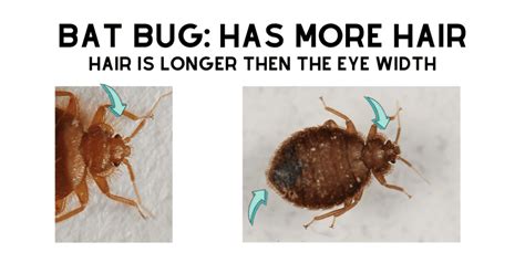 Bat Bug Vs Bed Bug A Guide With Photos