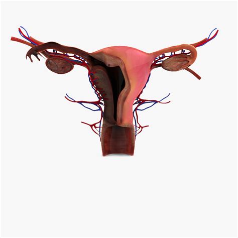 Human Female Reproductive System 3d Model 159 C4d Max Lwo Obj