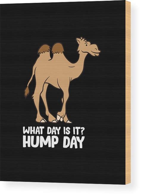 Camel Hump Day Meme